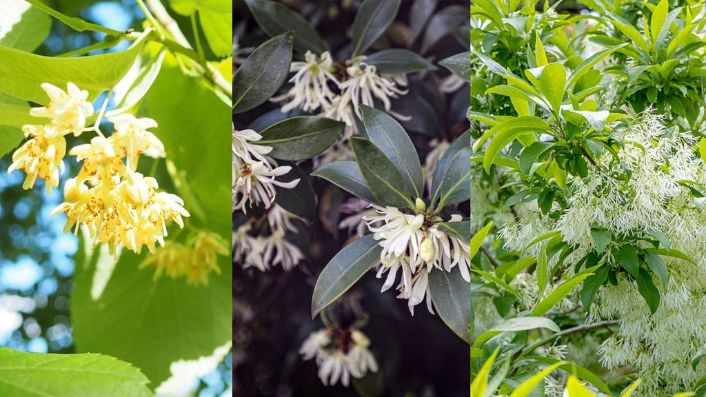 Best fragrant trees: recommended by gardening pros | Homes and Gardens