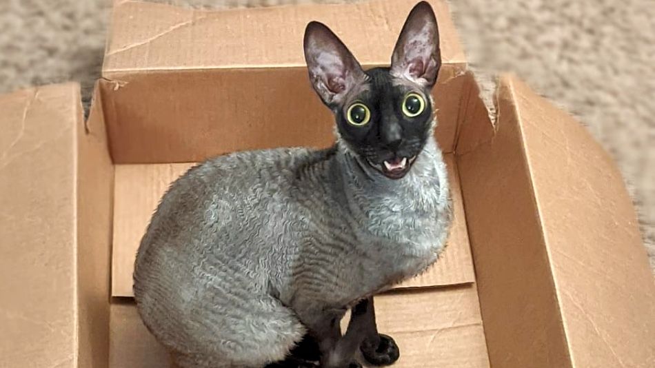 Pixel the smiling cat is winning hearts with his goofy grin | PetsRadar