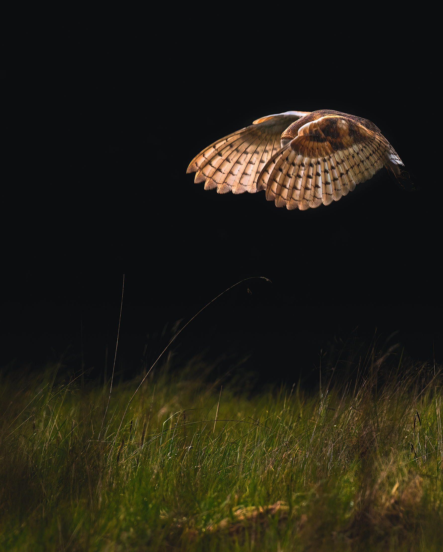 On the night watch: The lives of Britain's nocturnal creatures ...