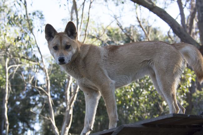 This Dingo Has the World's Most Interesting Genome | Live Science