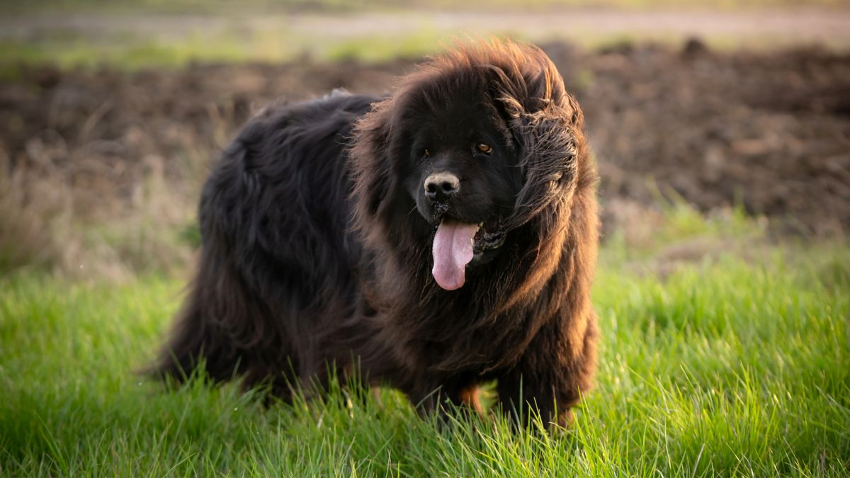 32 dog breeds that are the biggest droolers | PetsRadar