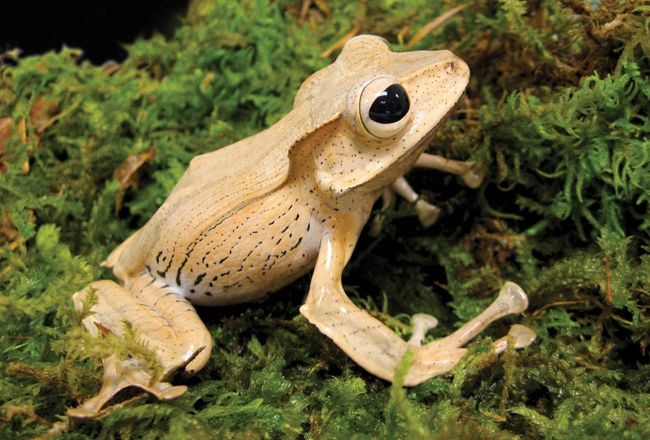 Pictures: Cute and Colorful Frog Images | Amphibians | Live Science
