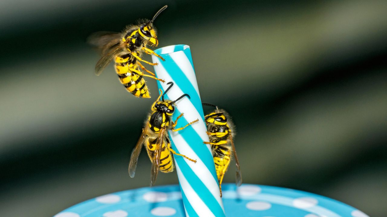 7 Wasp Repellent Plants to Safeguard Your Yard This Fall | Gardening ...