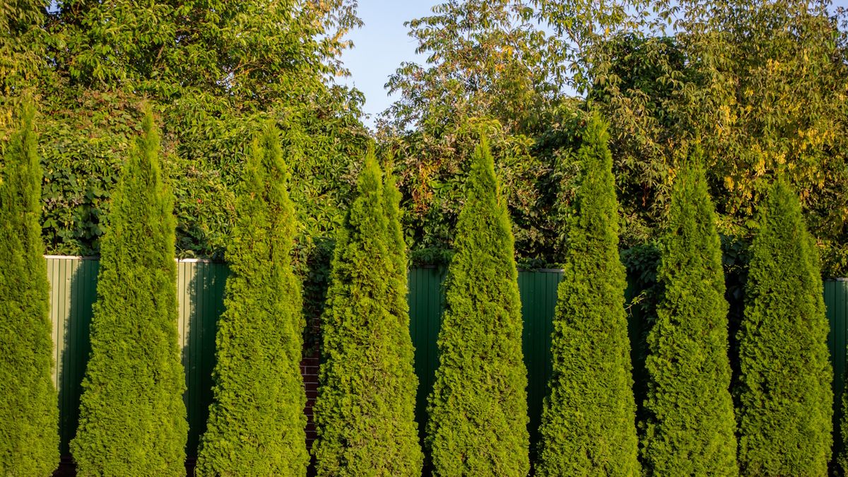 How to grow arborvitae: with expert gardening advice | Homes and Gardens