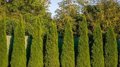 How to grow arborvitae: with expert gardening advice | Homes and Gardens