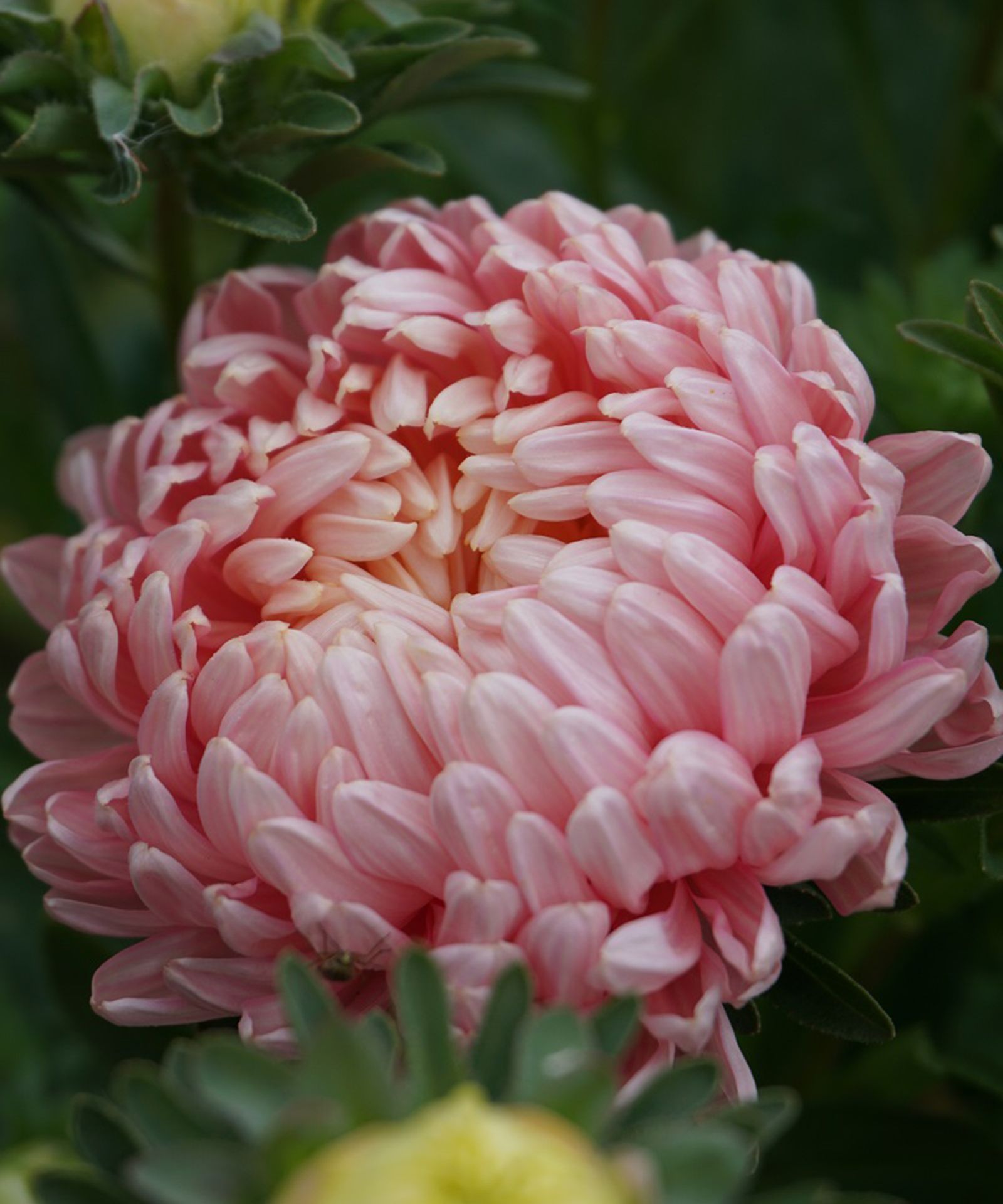 Types of asters: 15 beautiful varieties to try | Gardeningetc