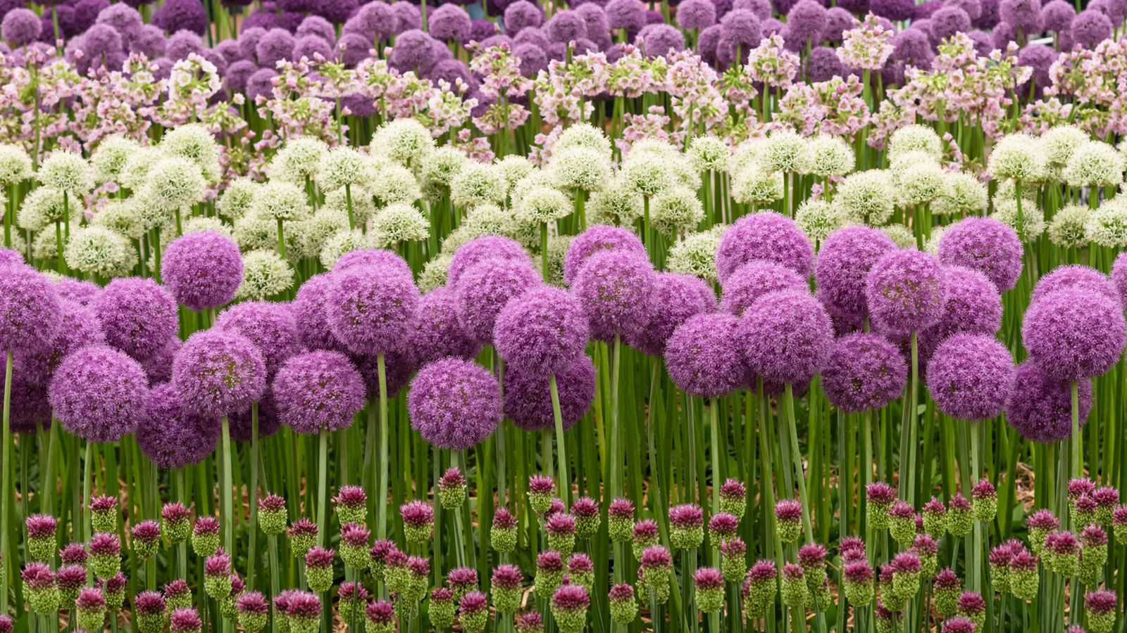 8 Flowering Alliums For Showstopping Beds And Borders | Gardening Know How