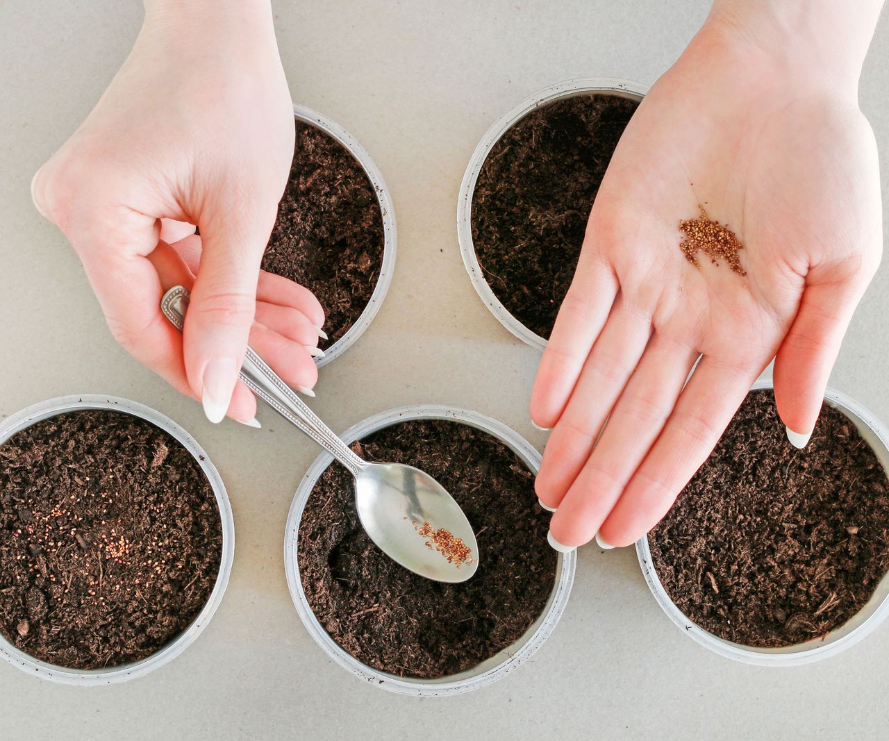 How To Propagate Strawberries By Division, Runners And Seeds ...