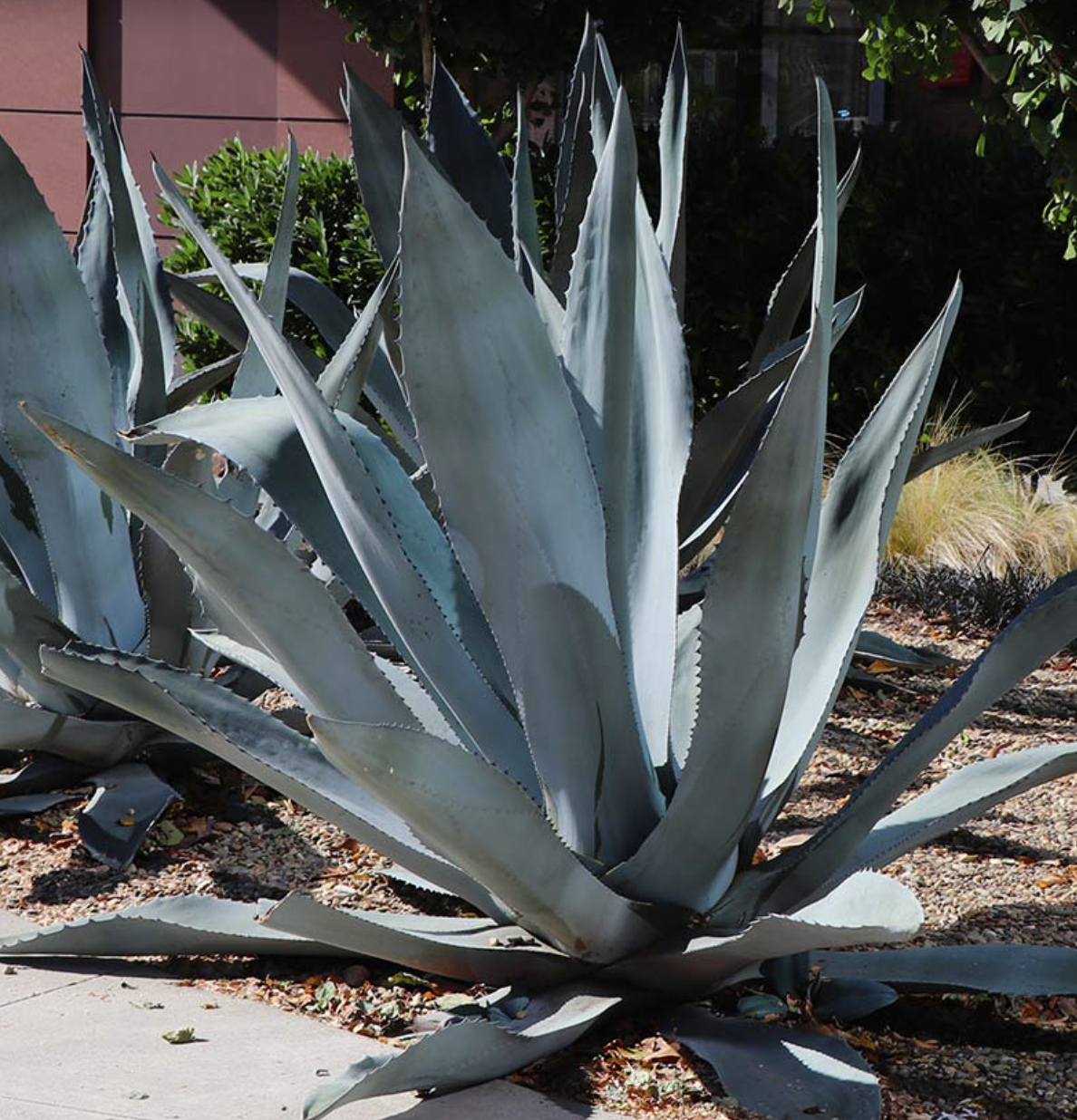 Plants that like full sun and heat | Livingetc