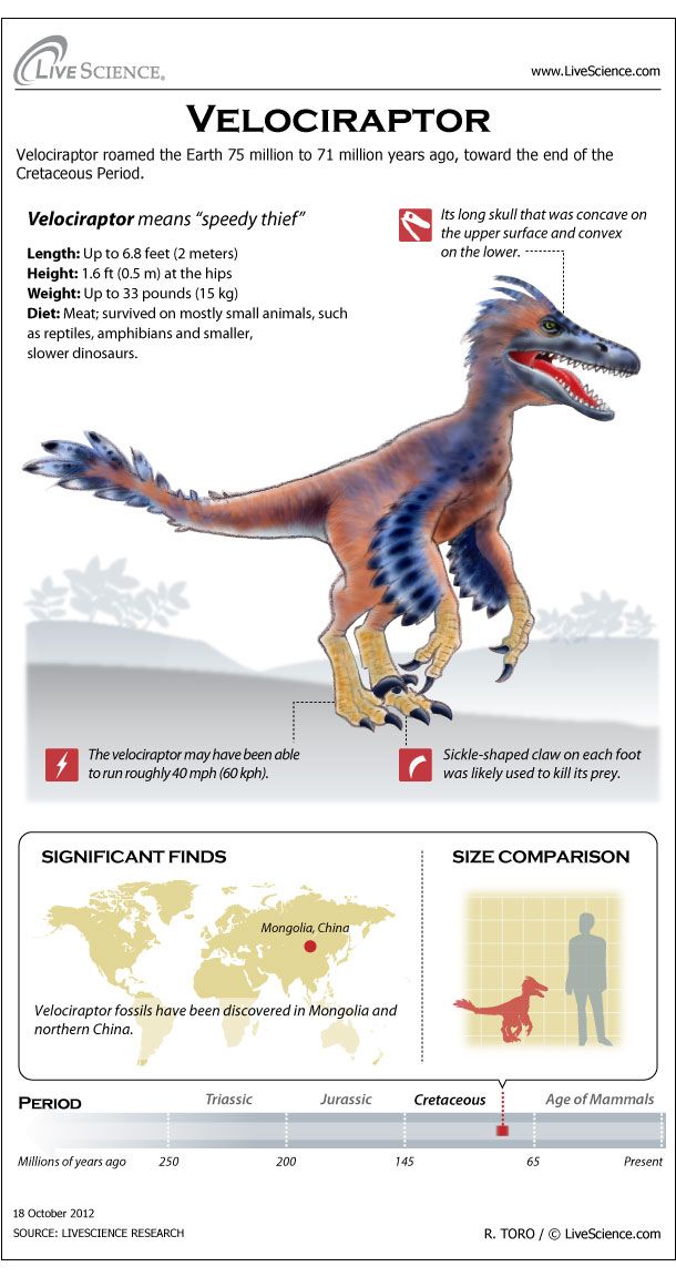 Velociraptor: Facts about the 'Speedy Thief' | Live Science