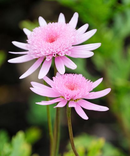 Marguerites care and growing guide: expert tips for success | Gardeningetc