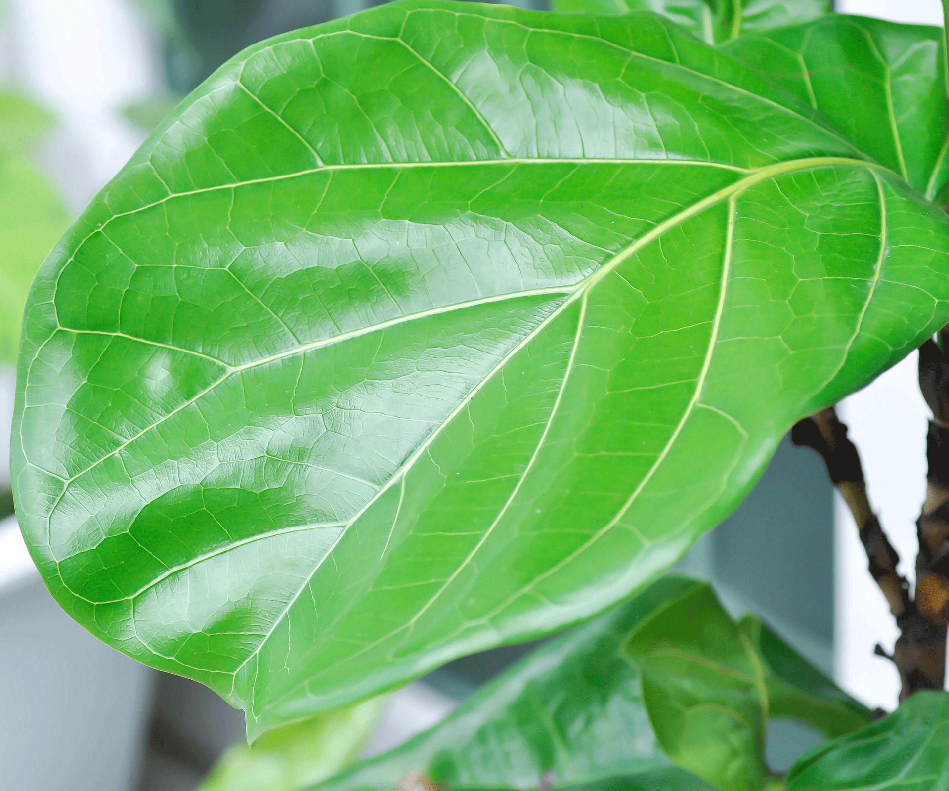 Fiddle leaf fig pruning: expert tips on how and why to do it | Homes ...