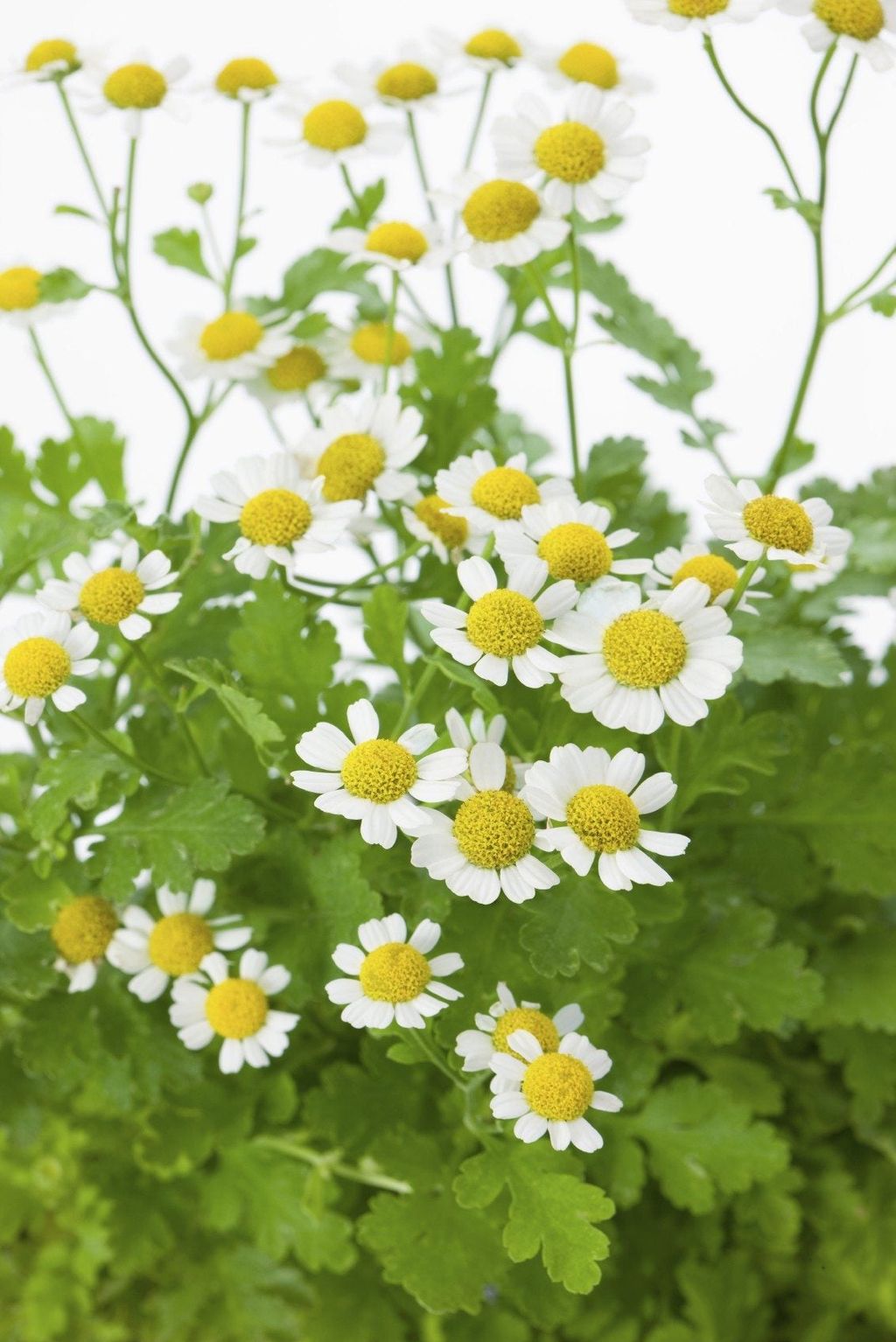 Feverfew Plant Harvesting - Learn When To Harvest Feverfew Leaves ...