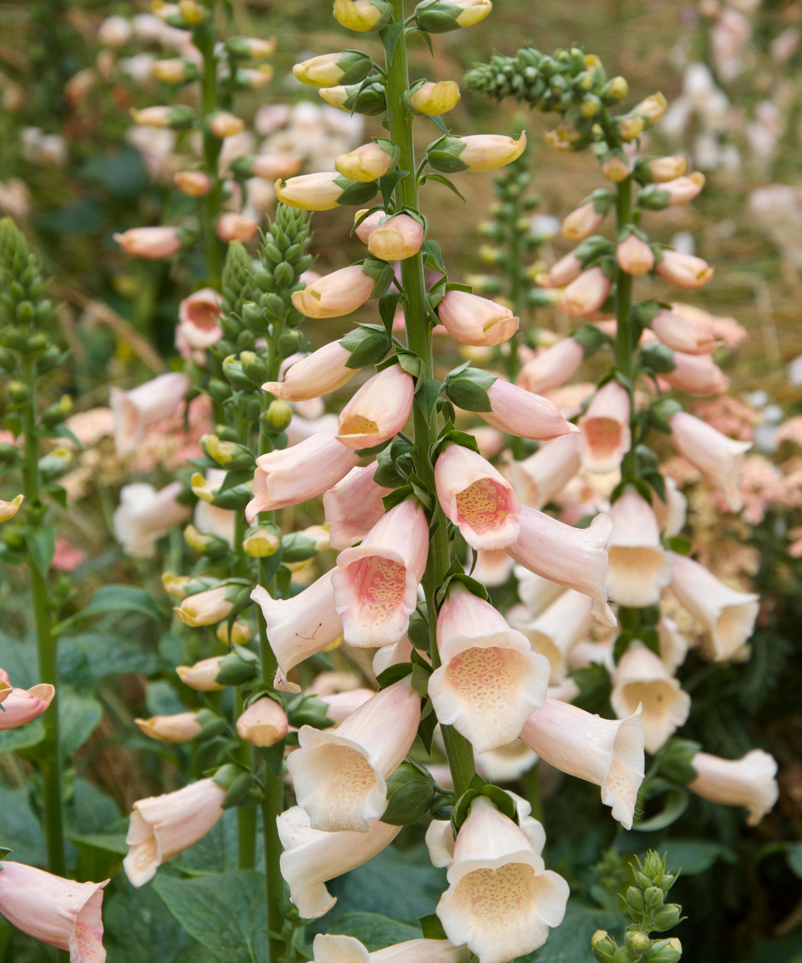 7 Peach Fuzz Flowers Inspired By Pantone’s Color Of The Year ...