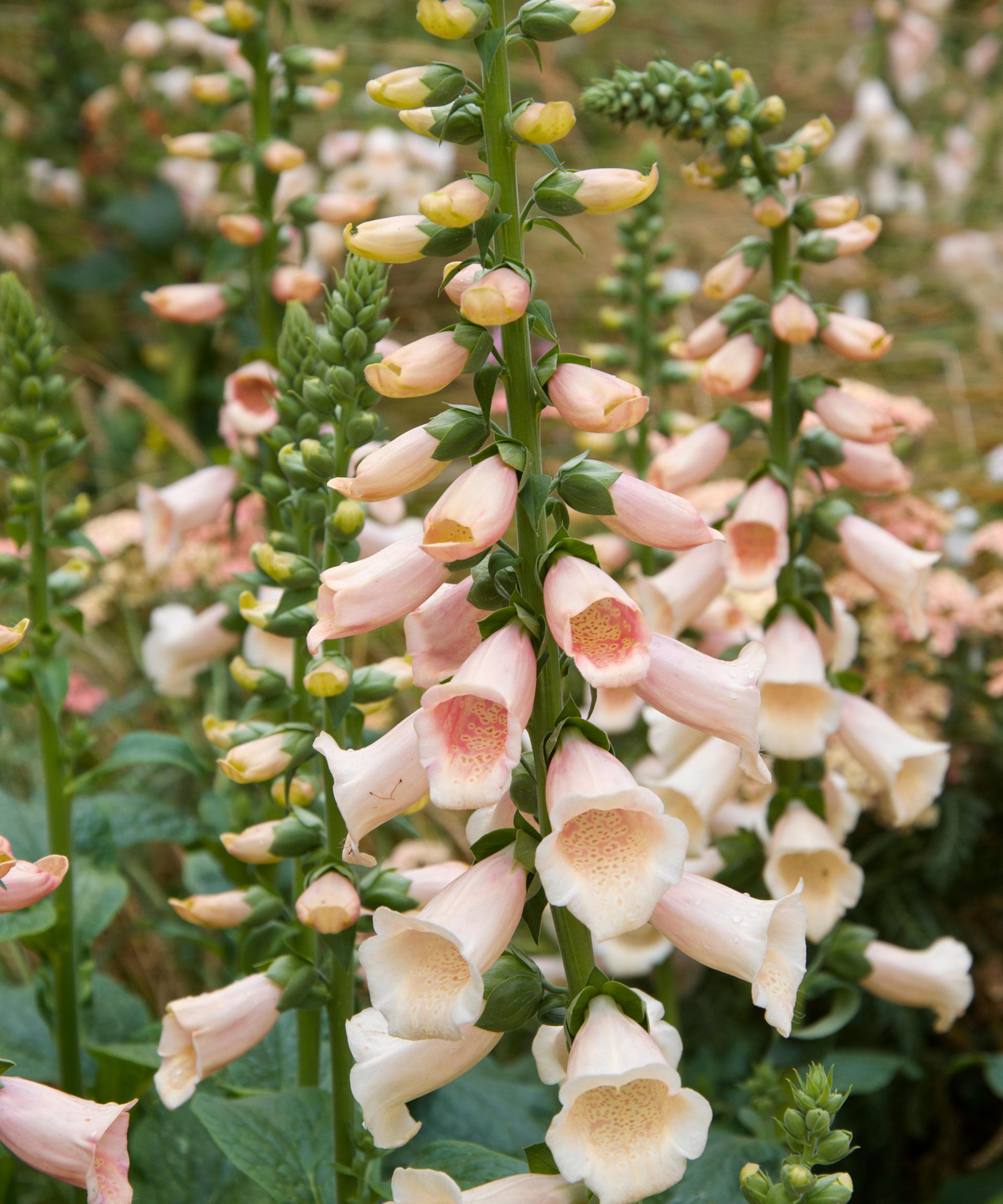 7 Peach Fuzz Flowers Inspired By Pantone’s Color Of The Year ...