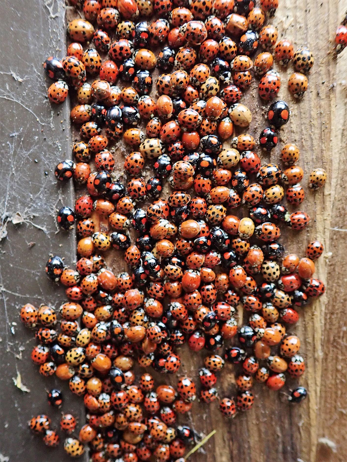 Hibernation: How it works, why animals do it, and the creature that can ...