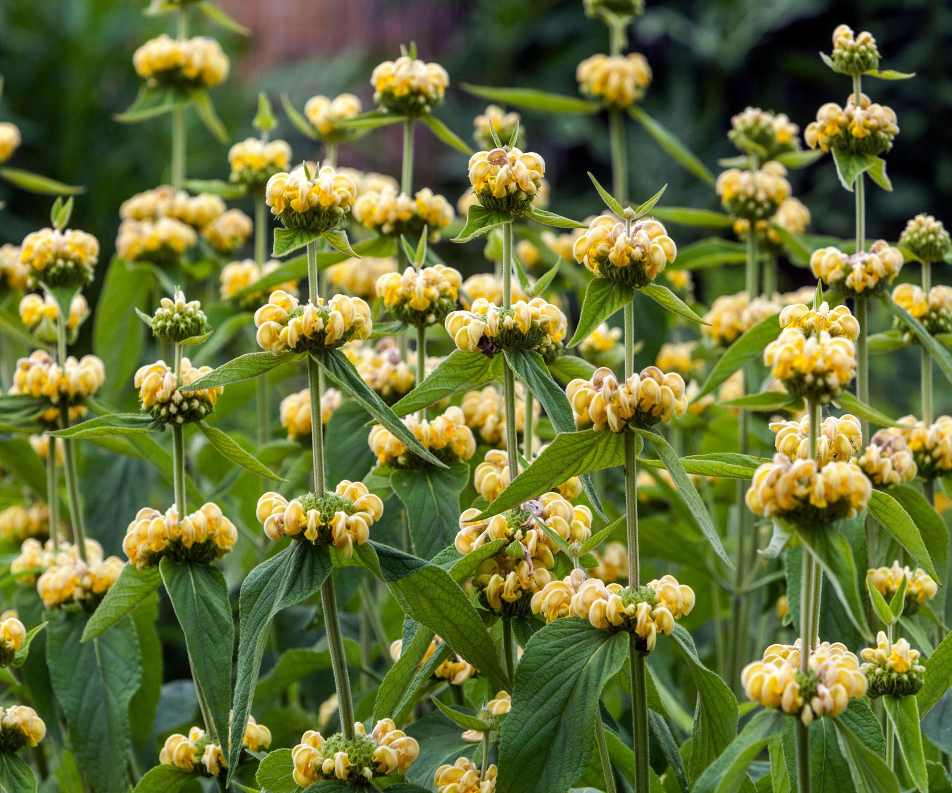 Best drought-tolerant flowering perennials: 12 beautiful blooms | Homes ...