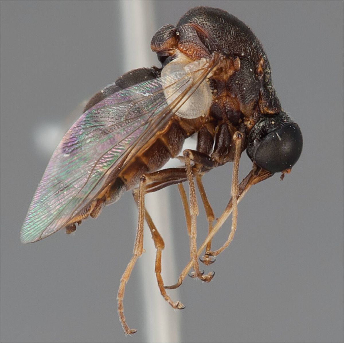 Jewel-Colored Flies Spell Death for Baby Spiders | Live Science