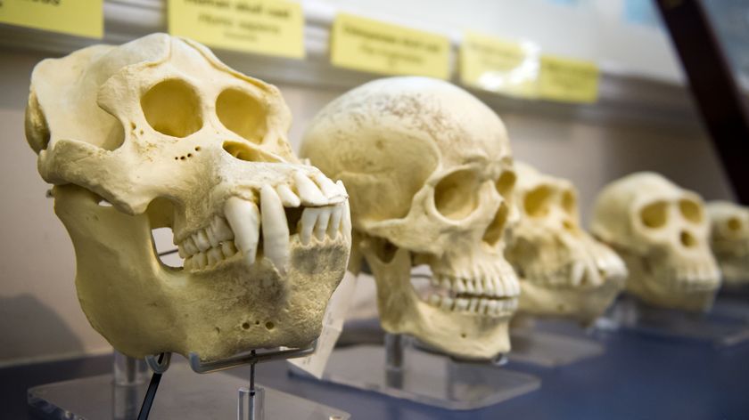 Evolution - News and Scientific Articles on Live Science | Live Science