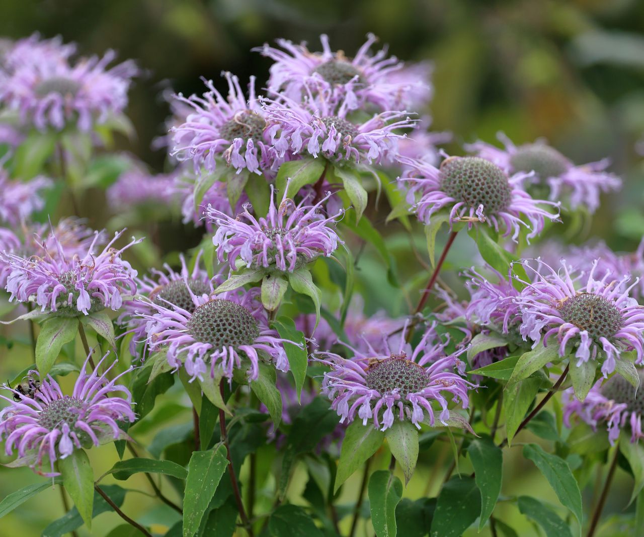 Try Foraging These 9 Sensational Wild Spice Plants | Gardening Know How