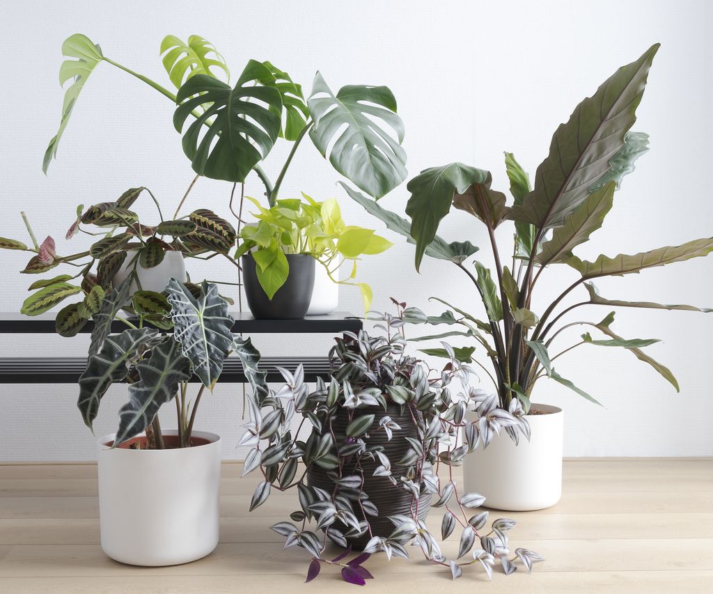 Zodiac houseplants: 12 plants for the 12 star signs | Homes and Gardens