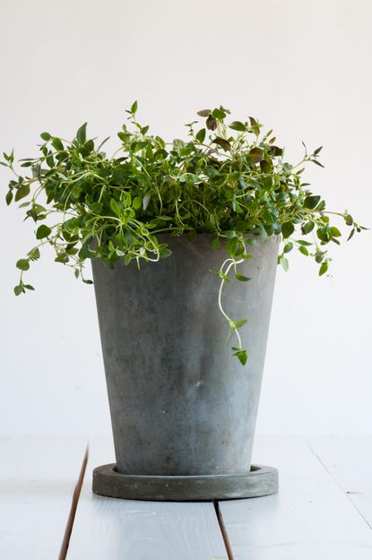 10 edible plants you can grow in pots indoors or out - be a chef ...