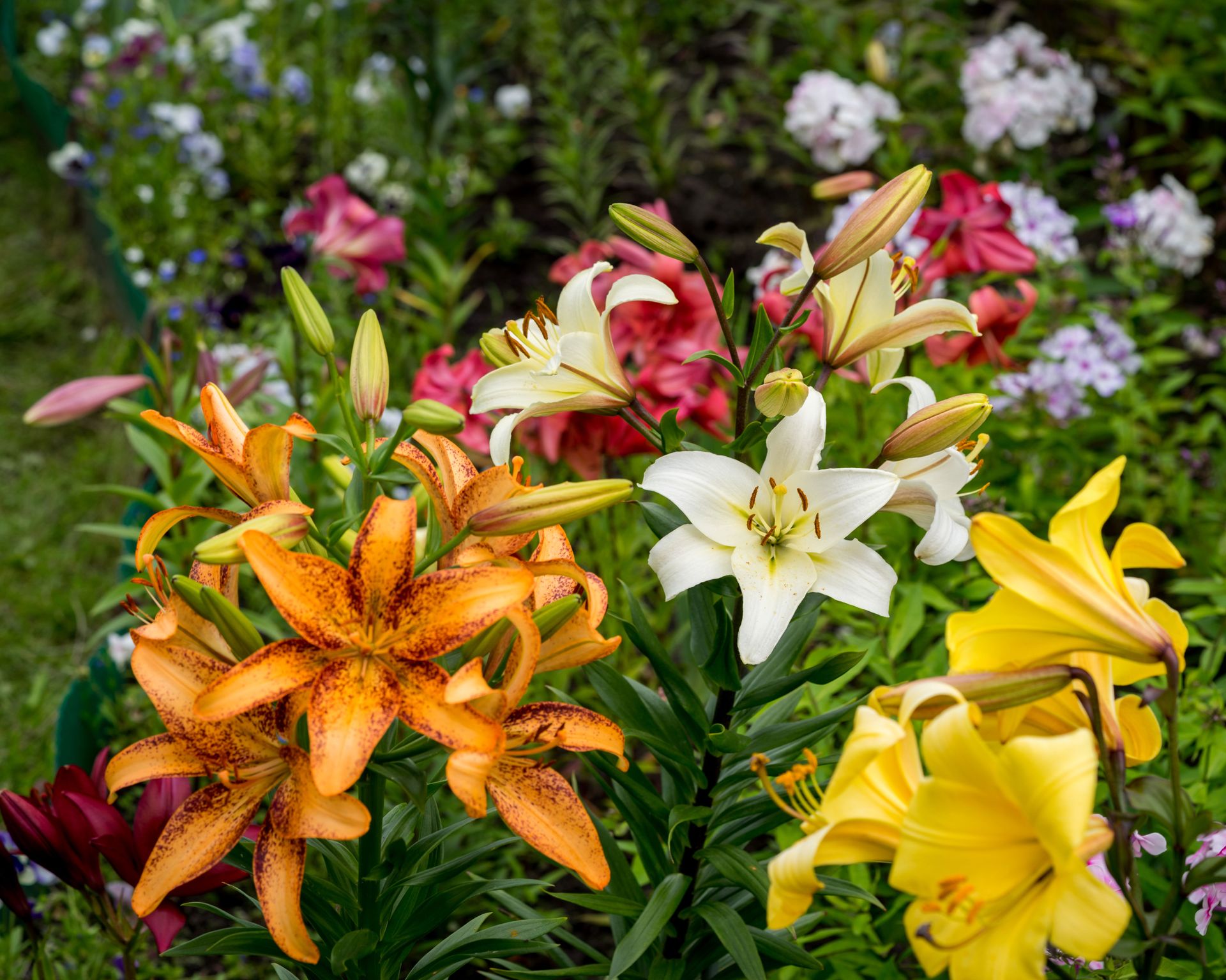 Best spring bulbs: 10 spring bulbs to grow, when and how | Homes and ...