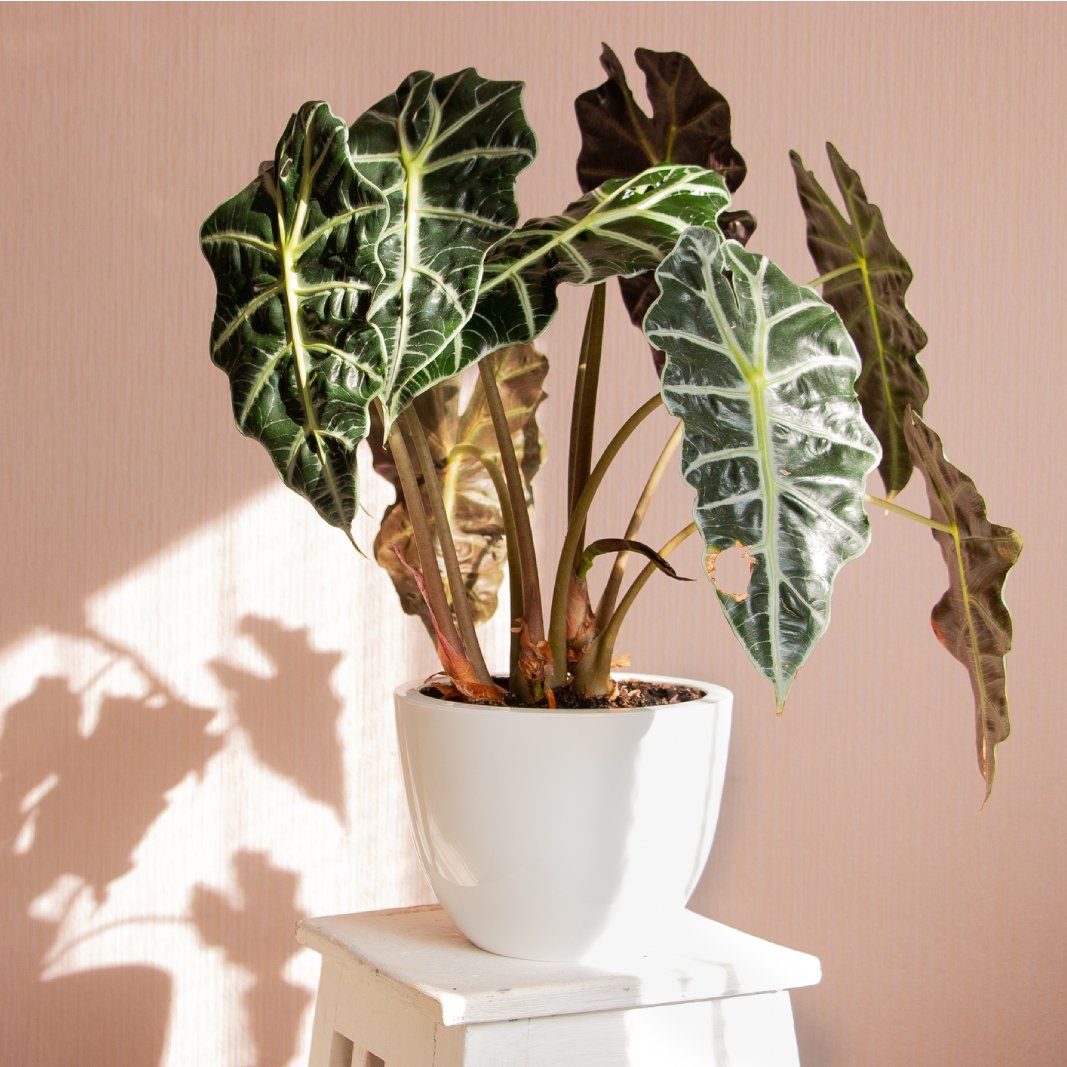 Tips & Information about Houseplants | Gardening Know How
