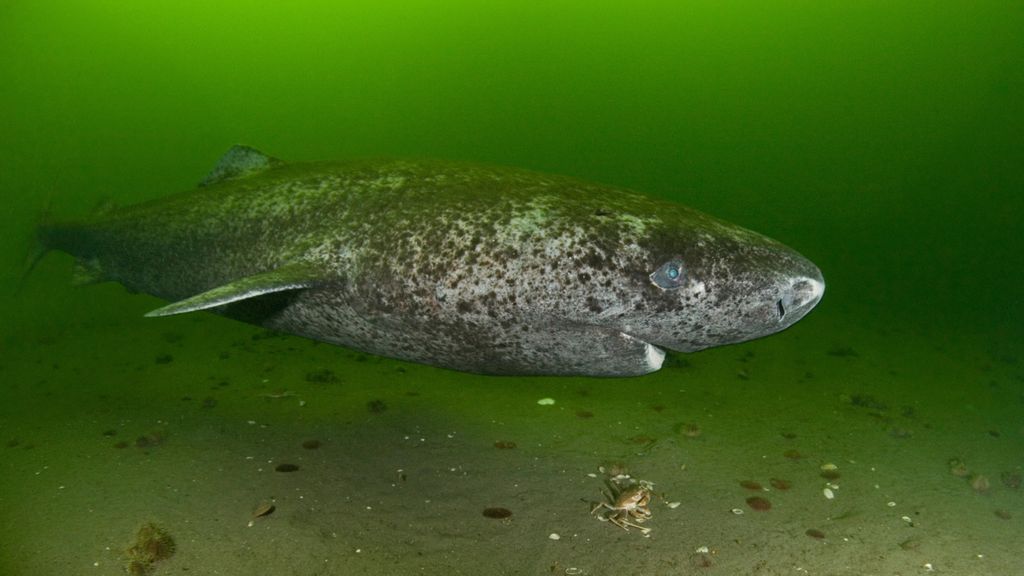 32 truly bizarre deep-sea creatures | Live Science