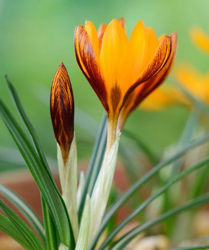 Types of crocus: 12 spring-flowering bulbs | Gardeningetc