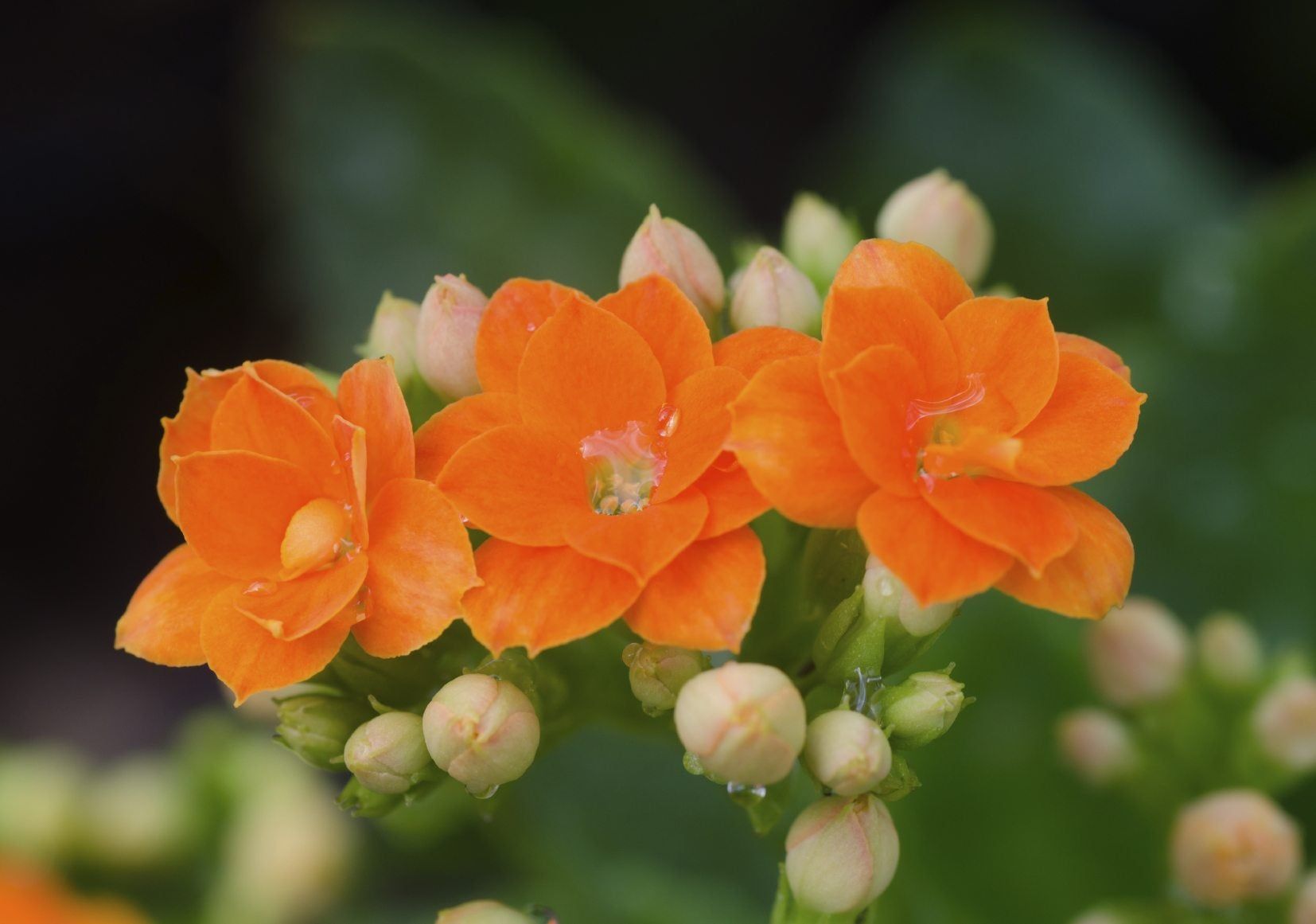 When Does Kalanchoe Bloom - Tips On Getting Kalanchoe To Bloom Again ...