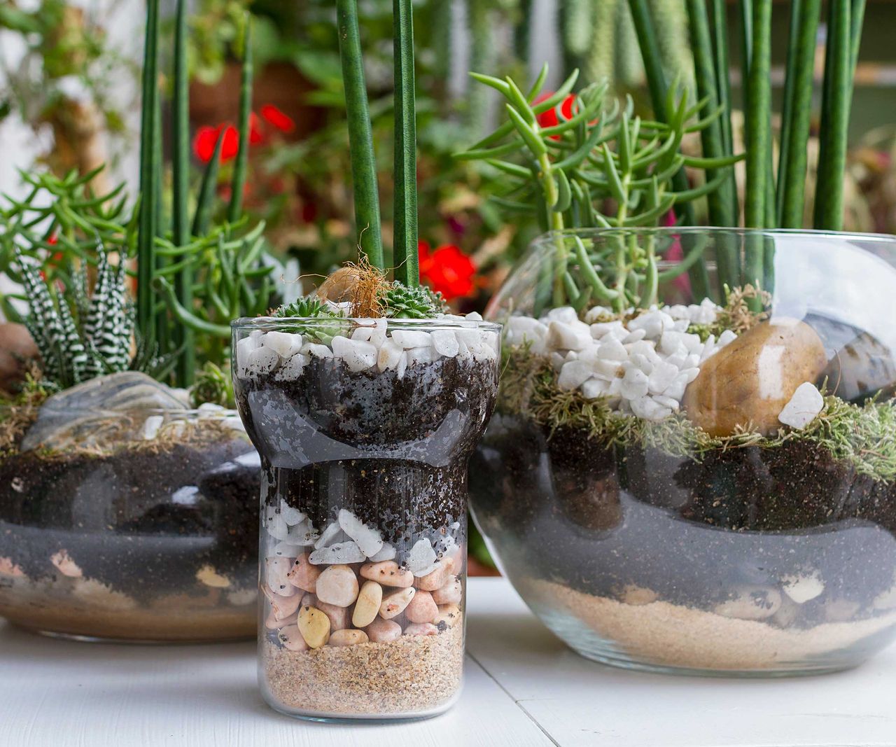 Terrarium care: tips on how to look after your display | Homes and Gardens