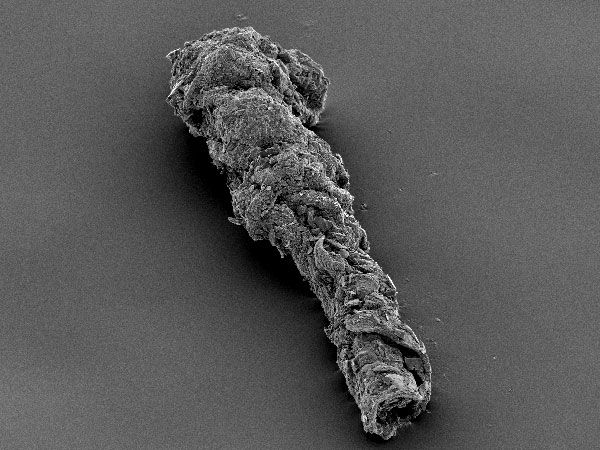 Oldest Hairy Microbe Fossils Discovered | Live Science