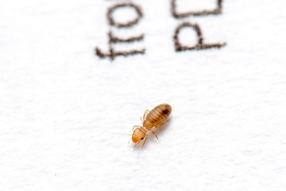 Photos: 15 Insects and Spiders That May Share Your Home | Live Science