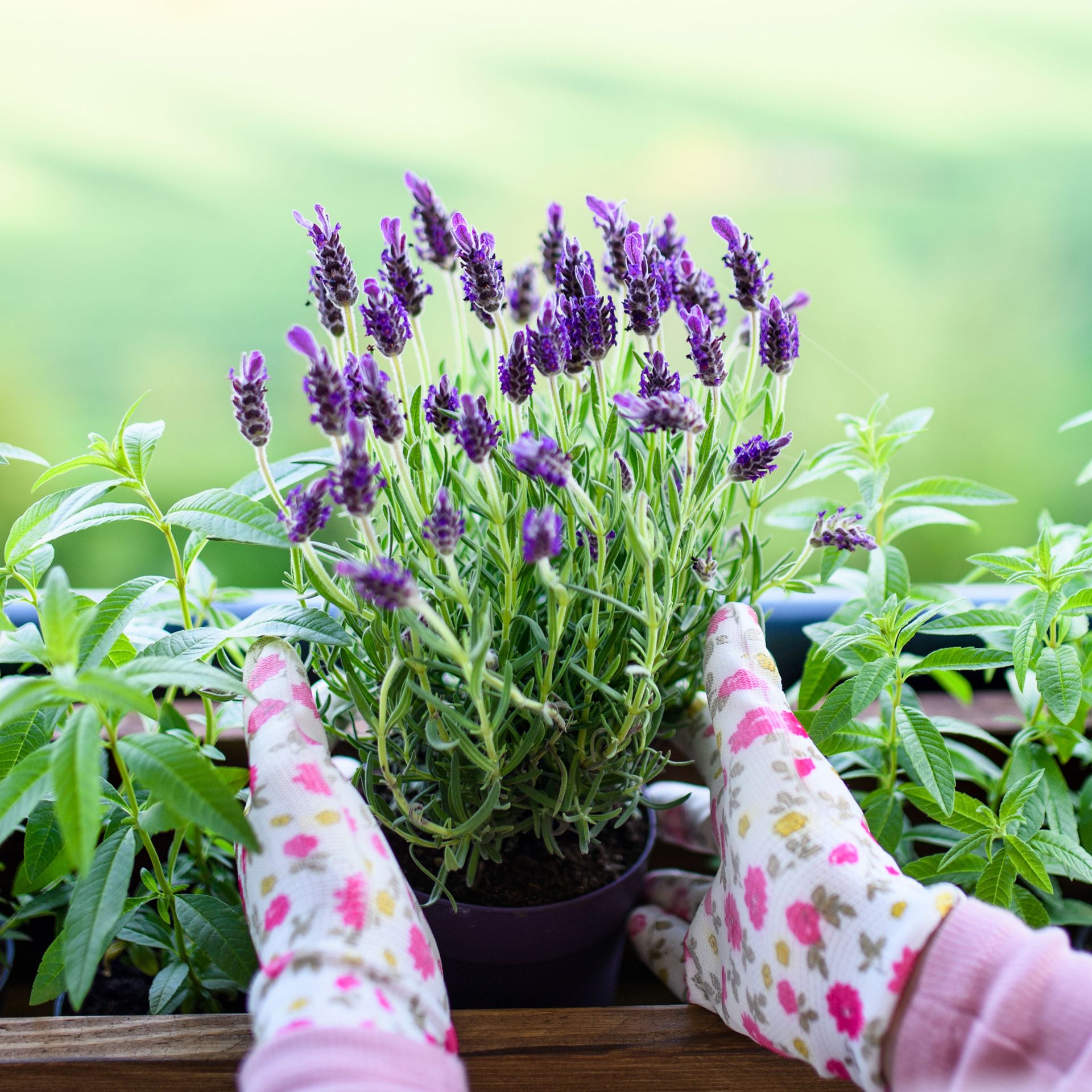 Tips & Information about Lavender | Gardening Know How