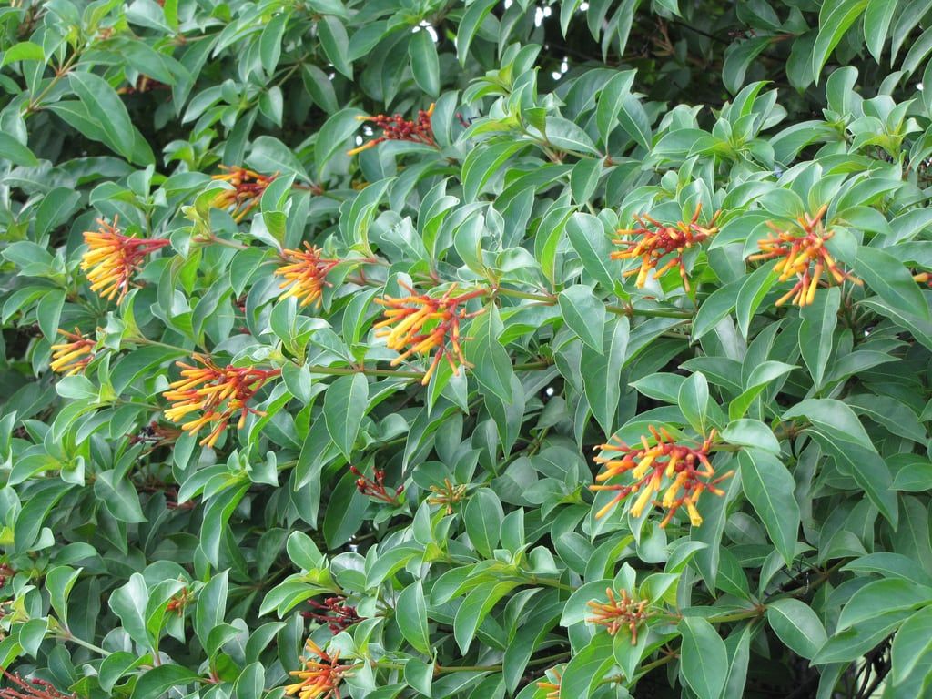 Transplanting A Firebush: Learn When To Transplant Firebush Plants ...