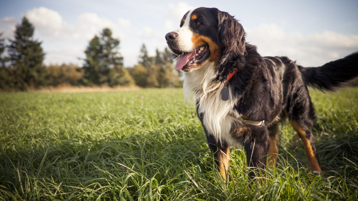 32 types of large-breed dogs | PetsRadar