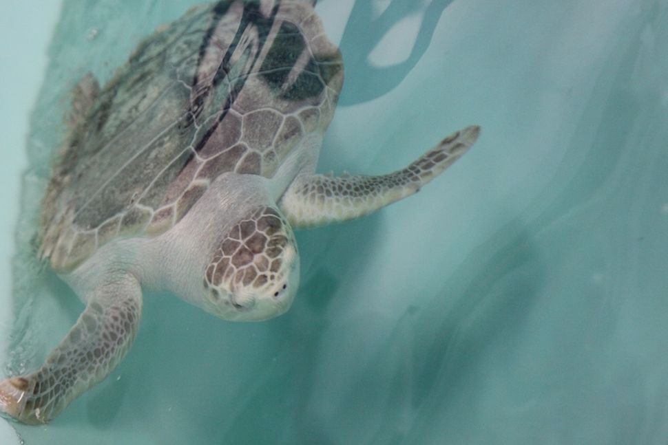 Amazing Journey: World-Traveling Sea Turtle Goes Home | Live Science