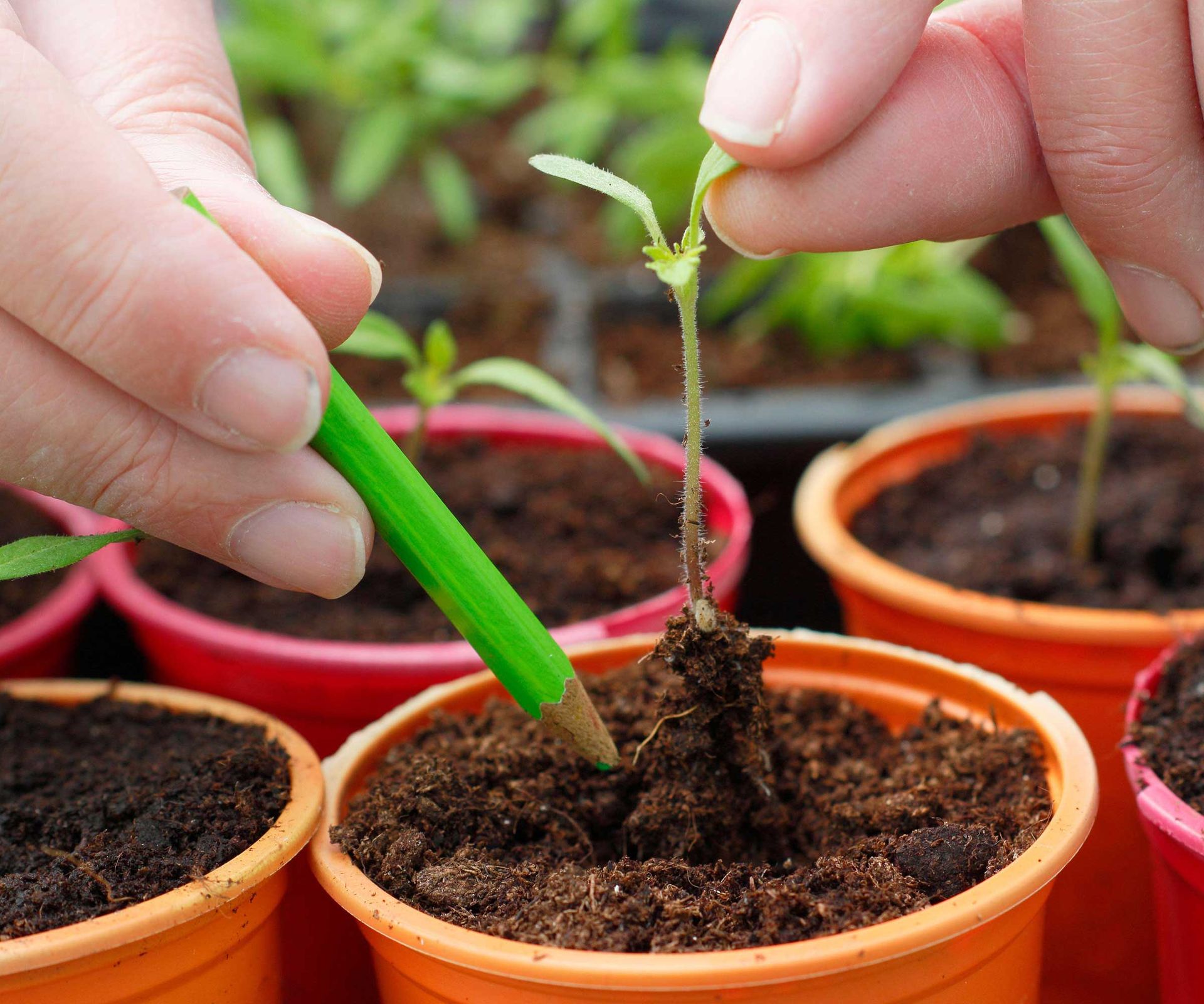 How and when to transplant seedlings: expert advice | Homes and Gardens