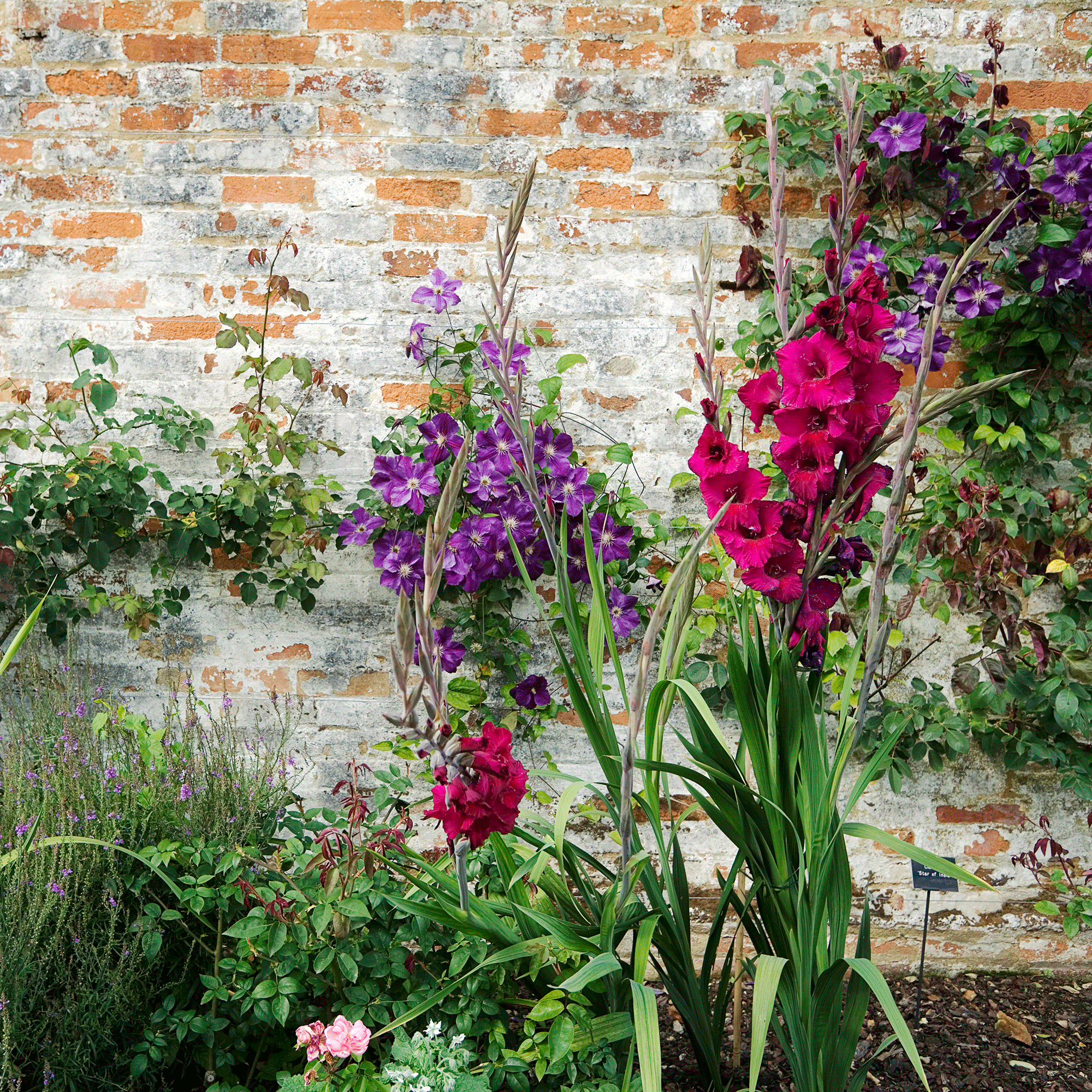 When to plant summer bulbs to fill your garden with colour | Ideal Home