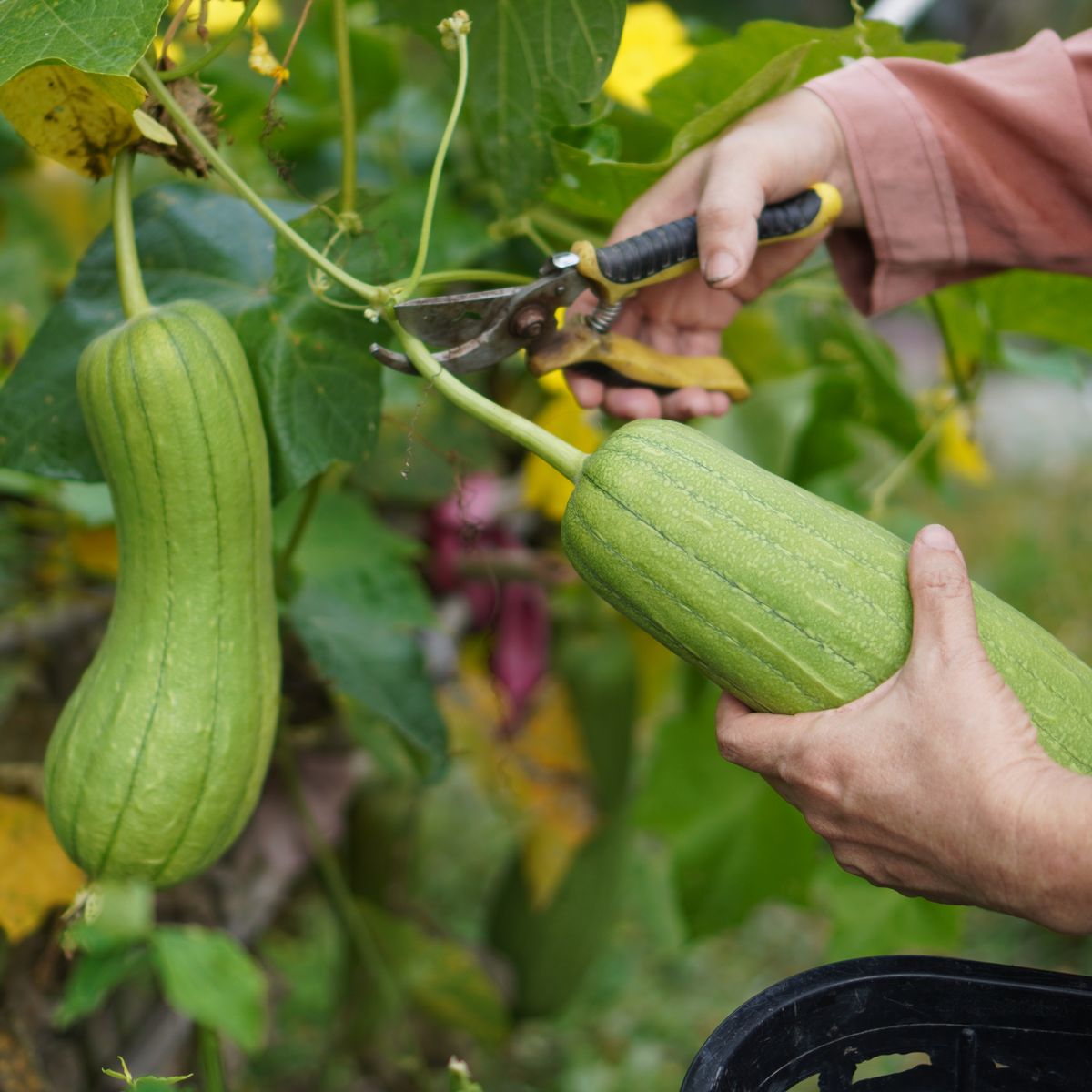 When To Pick Squash: Timing Tips For Summer & Winter Squash | Gardening ...