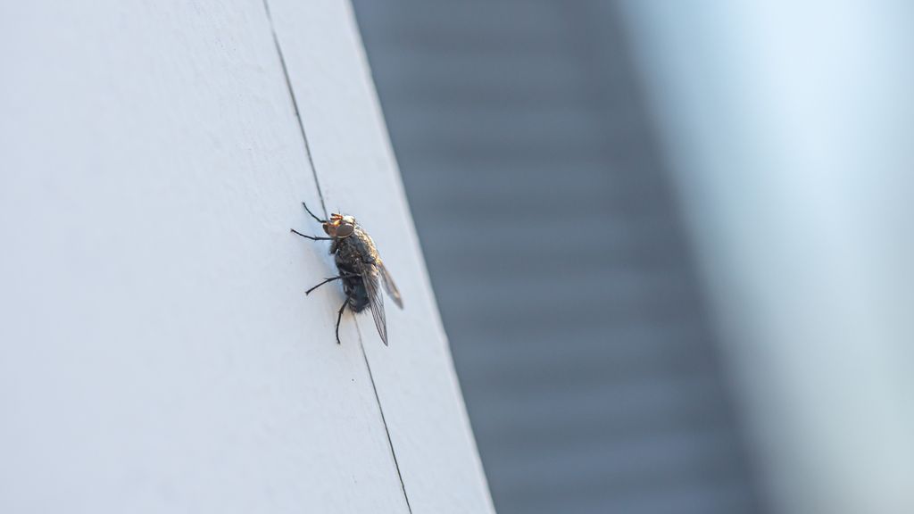 How to stop flies from coming in the house | Ideal Home