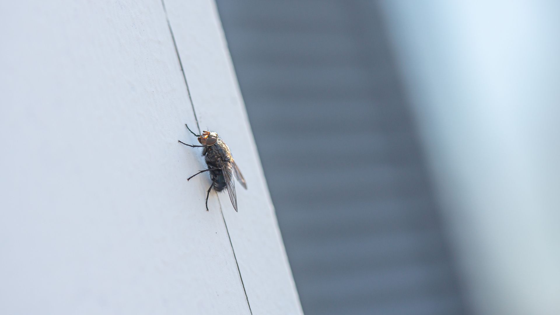 How to stop flies from coming in the house | Ideal Home