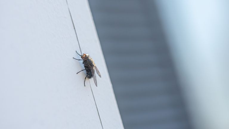 How to stop flies from coming in the house | Ideal Home
