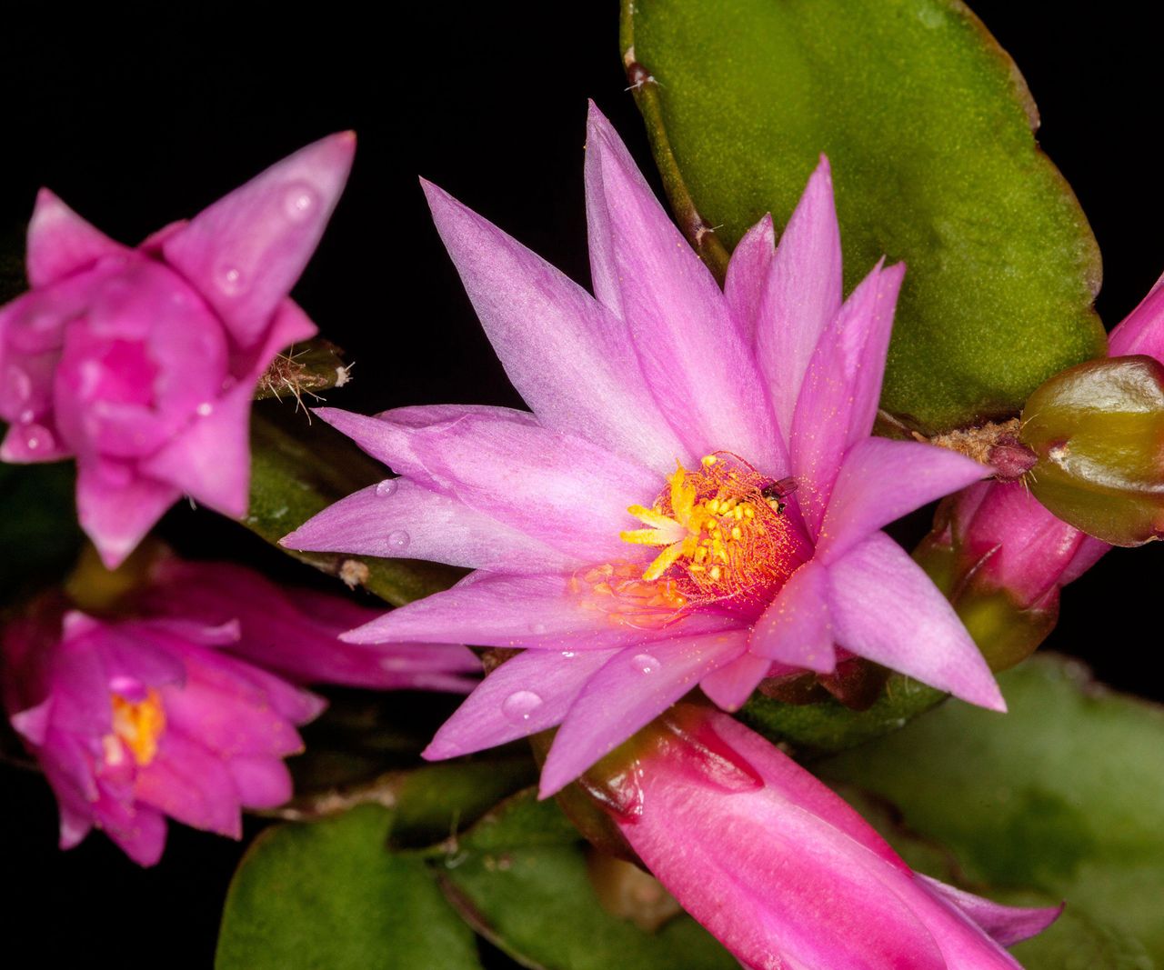 How to grow Easter cactus: 5 expert tips for success | Homes and Gardens