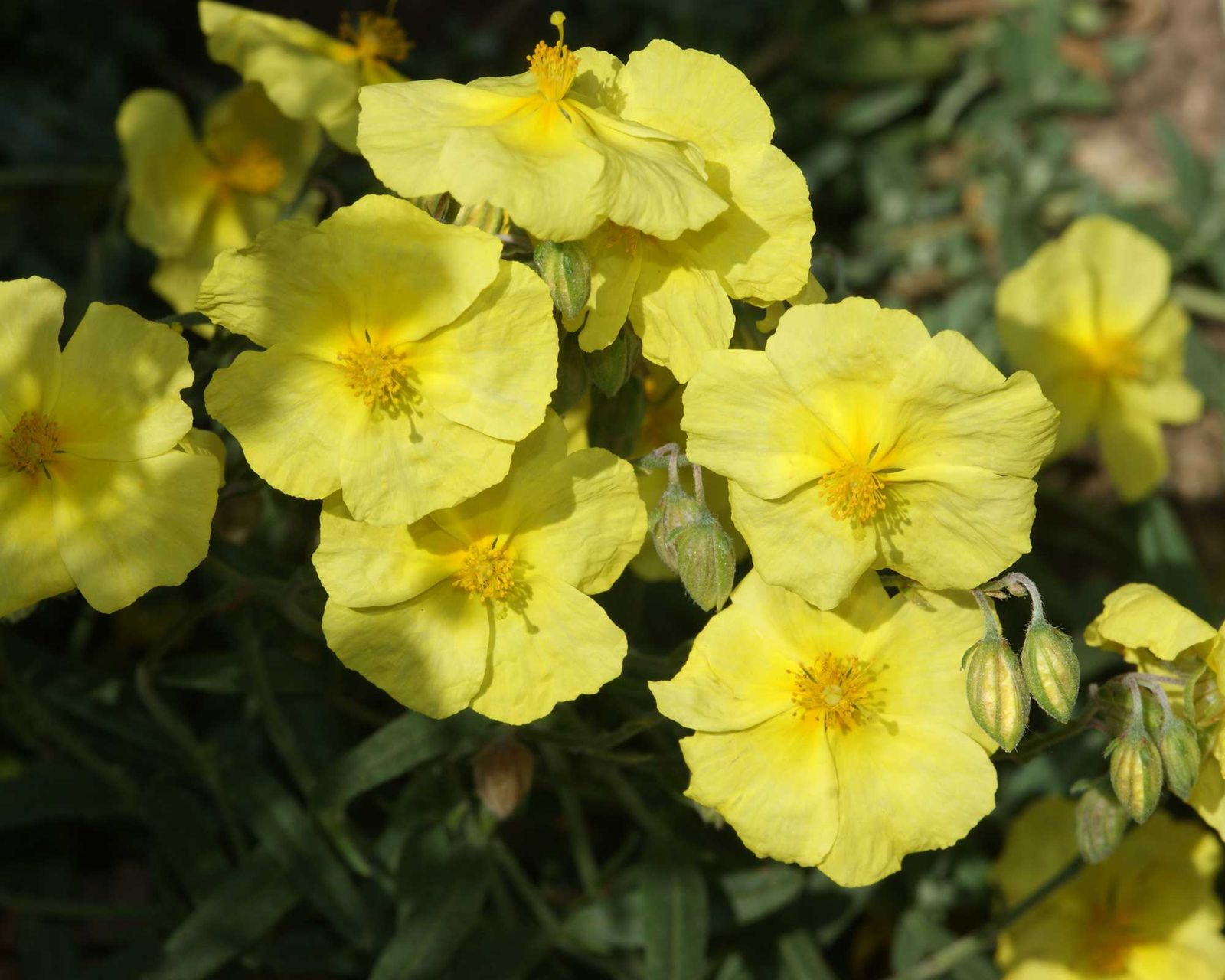 Yellow flowers: 16 pretty picks for your backyard | Gardeningetc