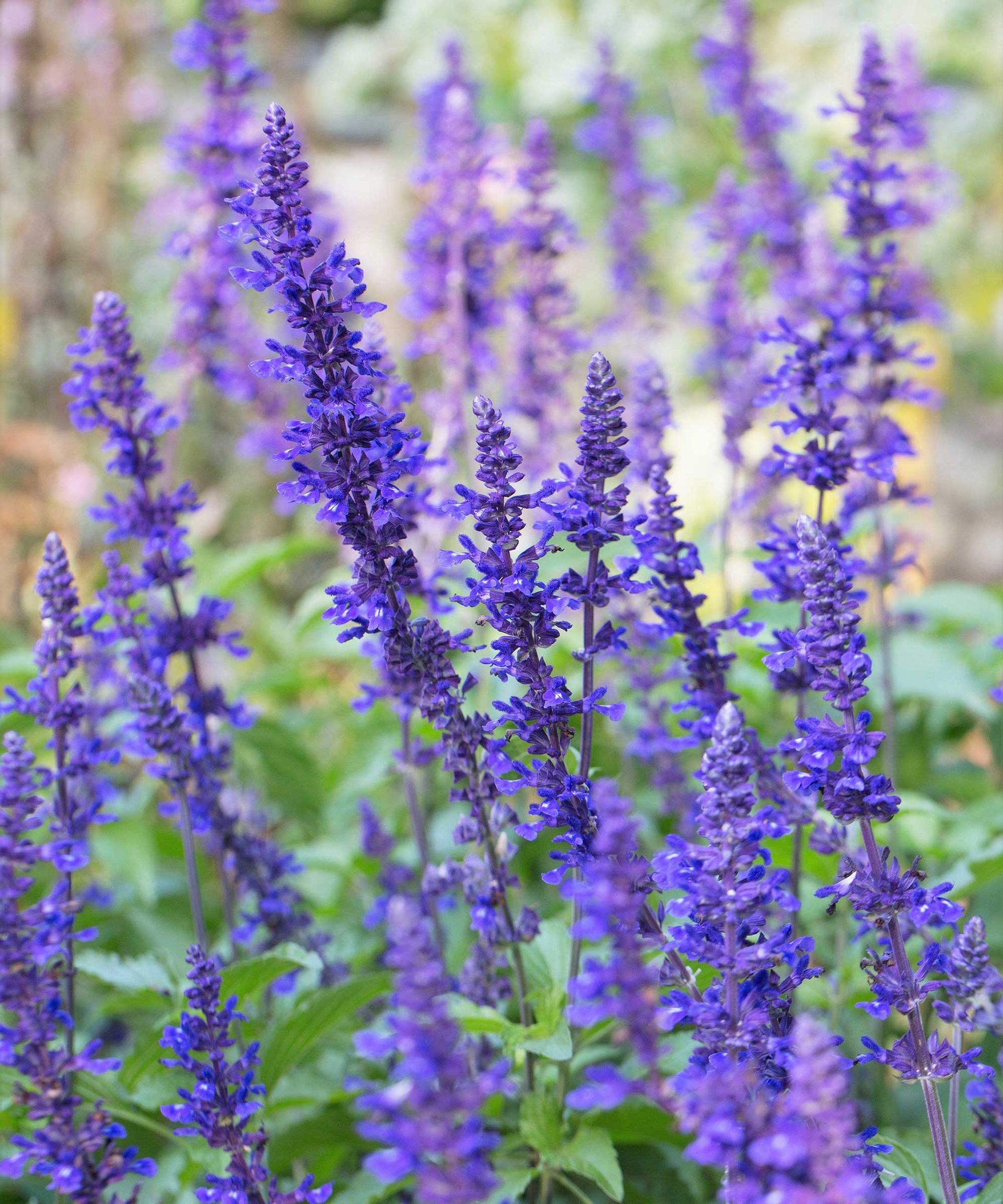 How to grow salvia in pots: for long-lasting summer flowers | Homes and ...