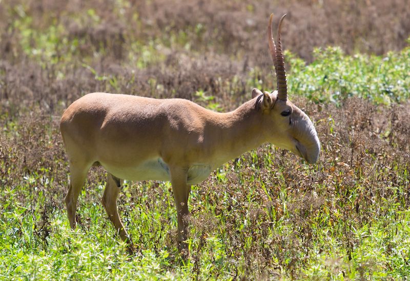 Photos: A Mass Die-off of Endangered Antelope | Live Science