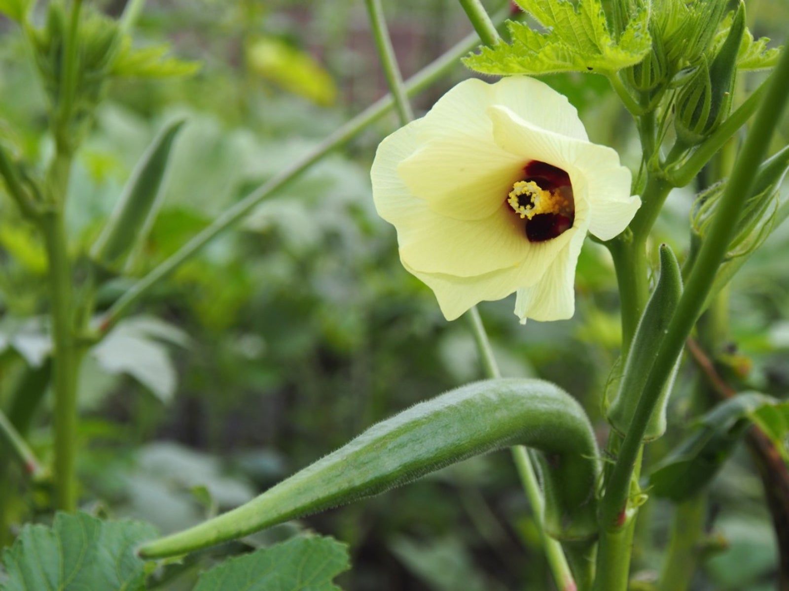 Help For Wilting Okra Plants - Tips For Managing Okra With Fusarium ...