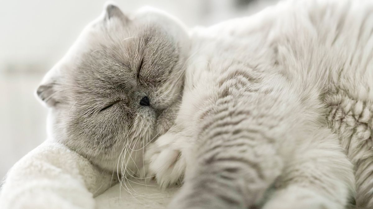 32 sleepiest cat breeds | PetsRadar